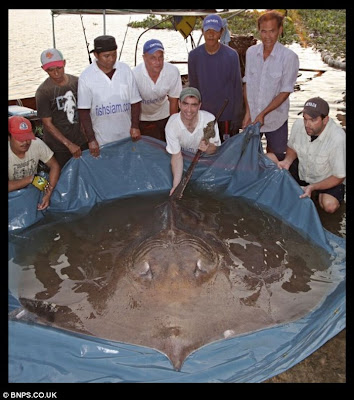 It is the most largest ray caught in the world