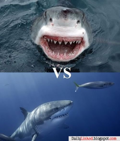 What happens when Two Sharks fights with each other (3 pics)