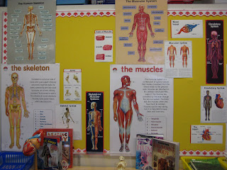 Mrs Scobie's Grade 5 Class: Our Classroom-Human Body Displays