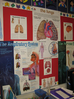 Mrs Scobie's Grade 5 Class: Our Classroom-Human Body Displays