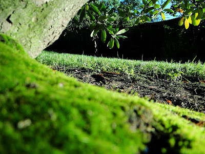 A Little Bit of British: Moss in the Morning