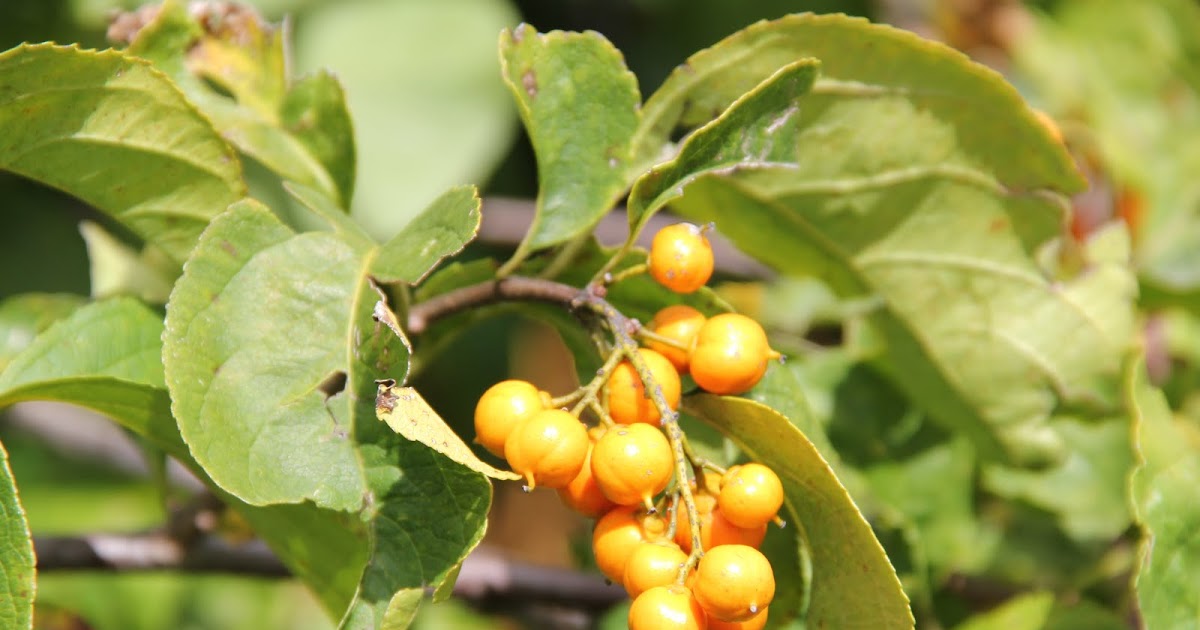 Open Ended: Bittersweetness!!