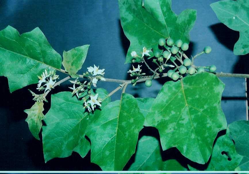 MY AYURVEDA: PUTHARI CHUNDA