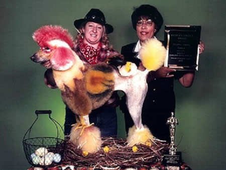 Amazing & unique: Extreme Poodle Haircuts