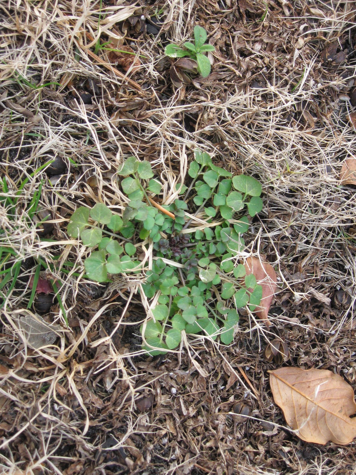 Gardening From the Ground Up: WINTER WEEDS