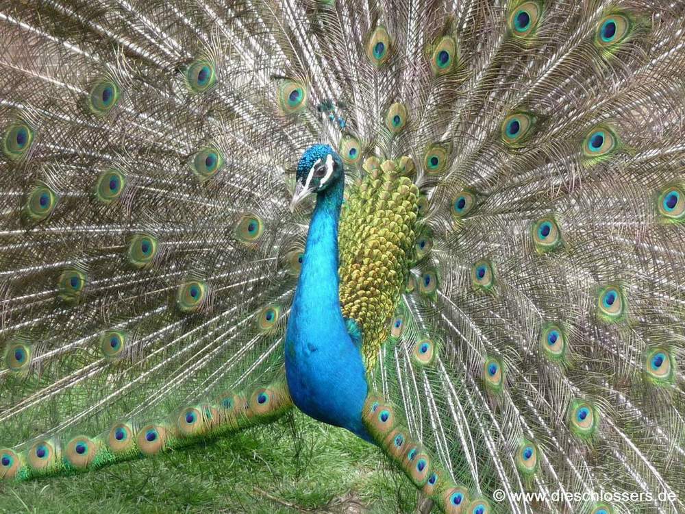 Ankes * * * Gartenzauber * * *: Pfau