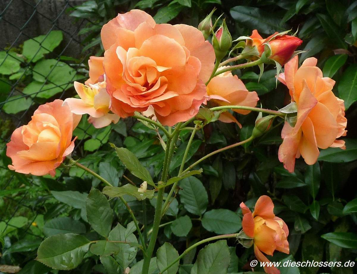 Ankes * * * Gartenzauber * * *: Rose Westerland