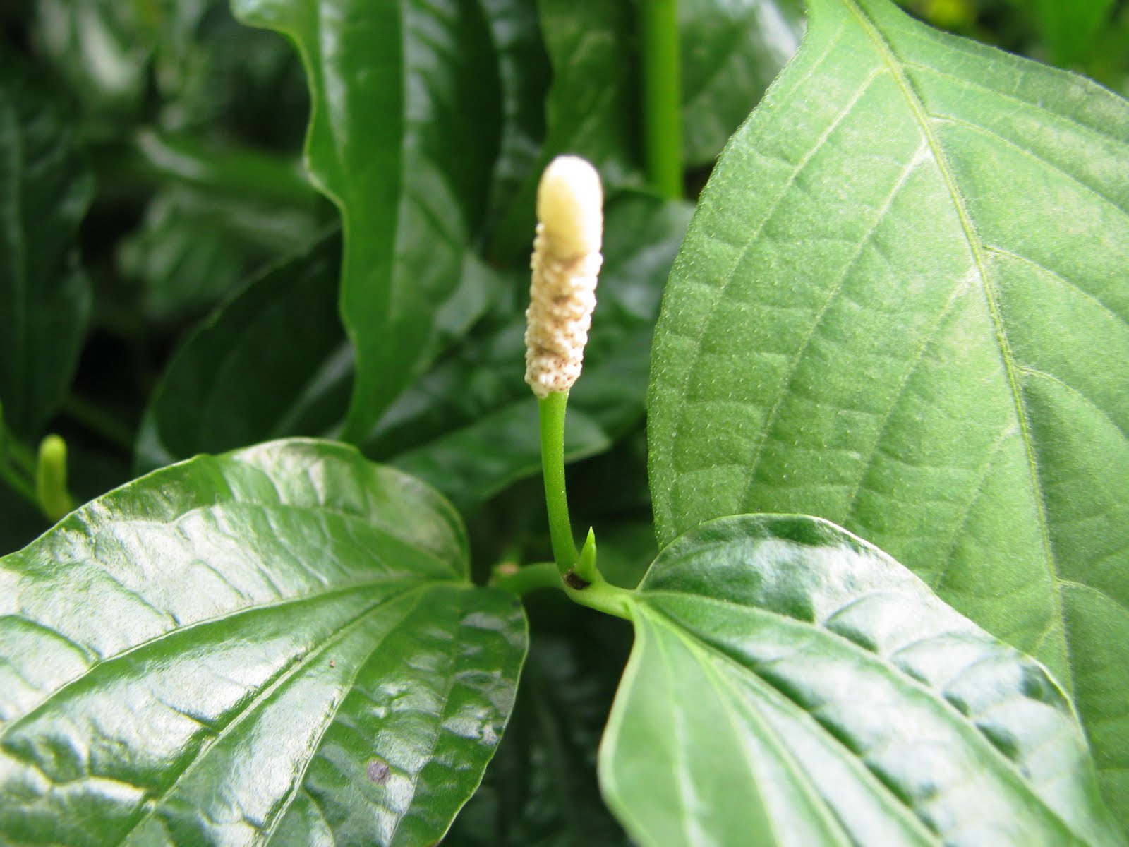 madisyak.blogspot: KADUK