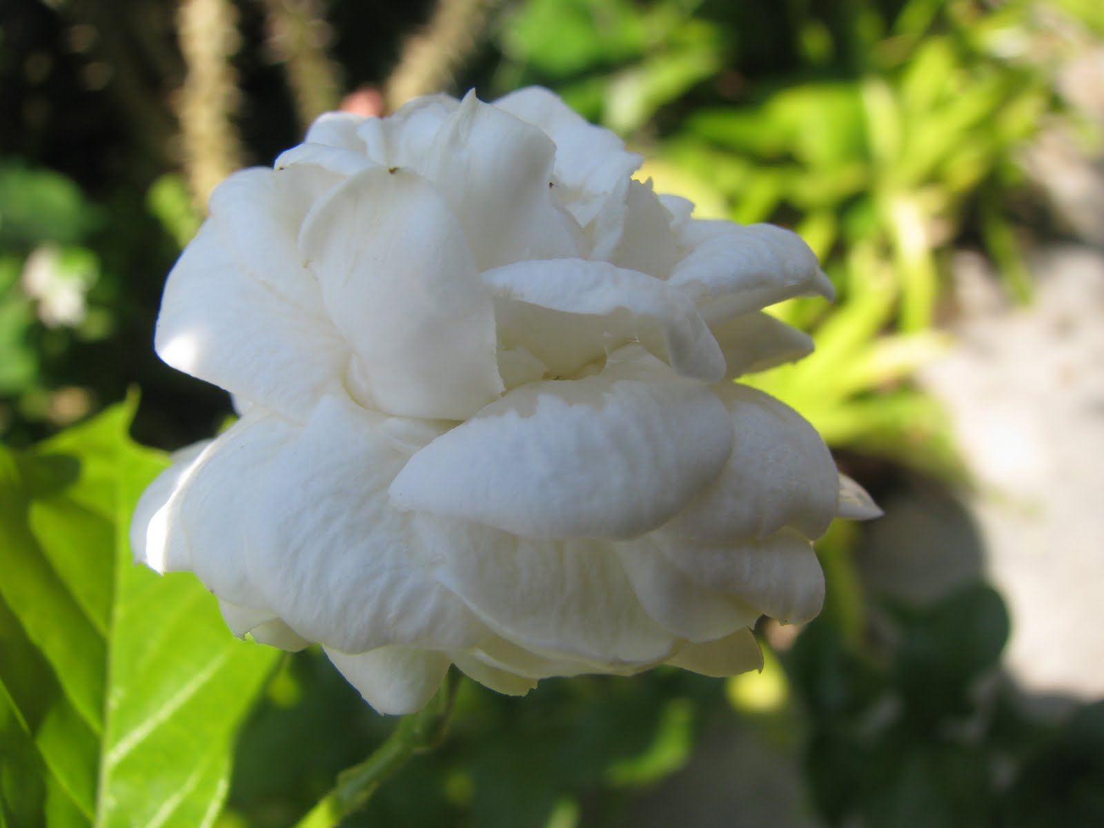 madisyak.blogspot: BUNGA MELUR