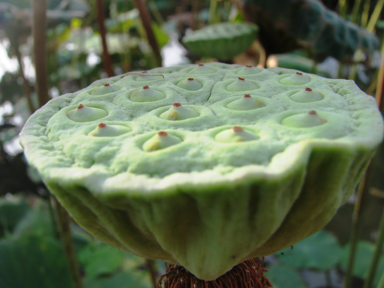 madisyak.blogspot: TERATAI