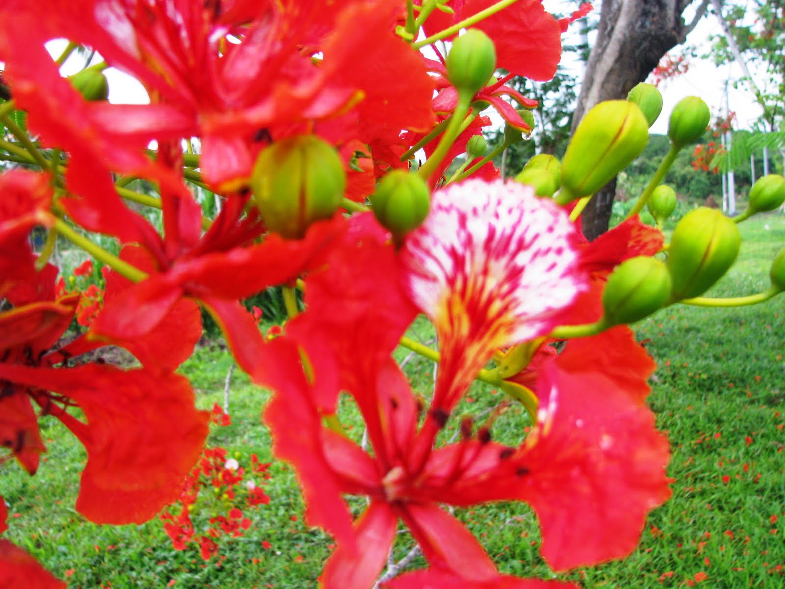 madisyak.blogspot: POKOK SEMARAK API