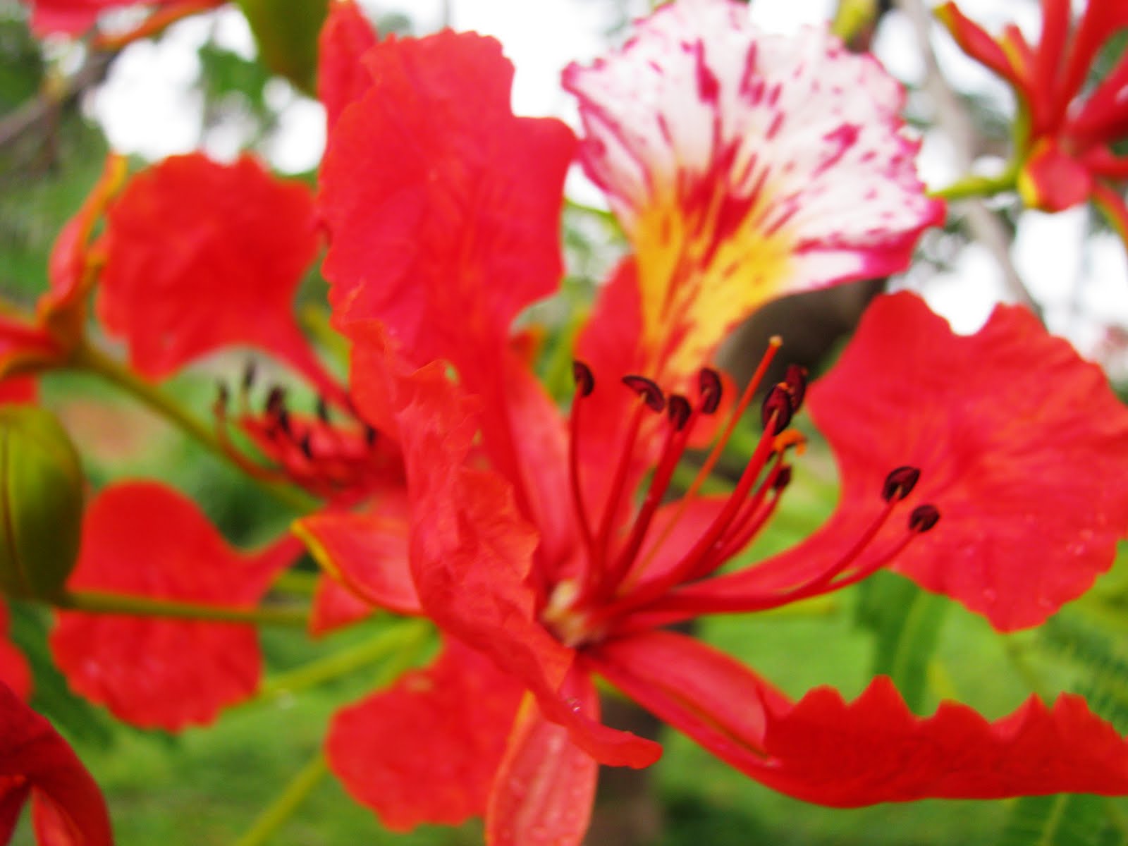 madisyak.blogspot: POKOK SEMARAK API