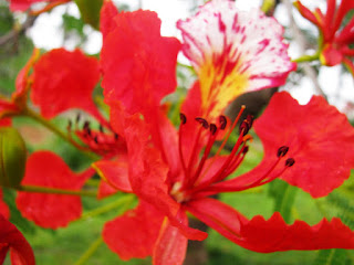 madisyak.blogspot: POKOK SEMARAK API