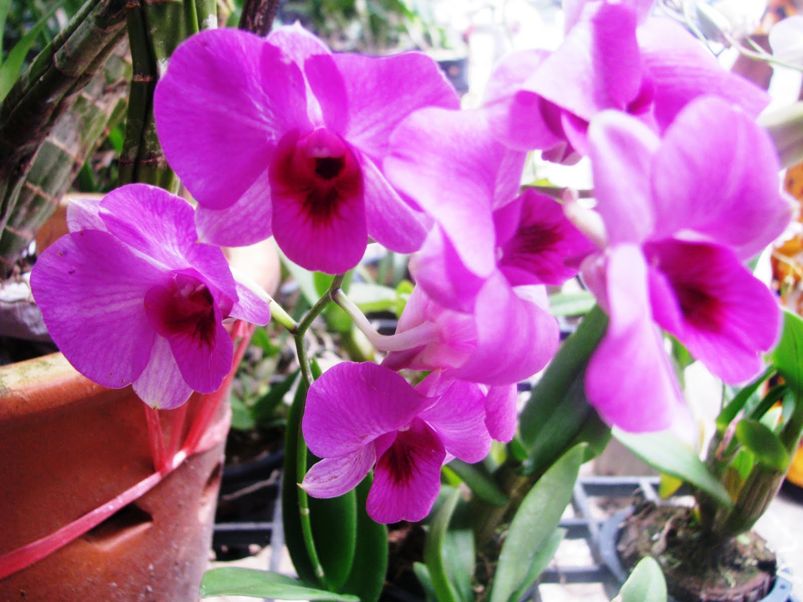 Dari Lensa Kelabu: KOLEKSI ANGGERIK 1