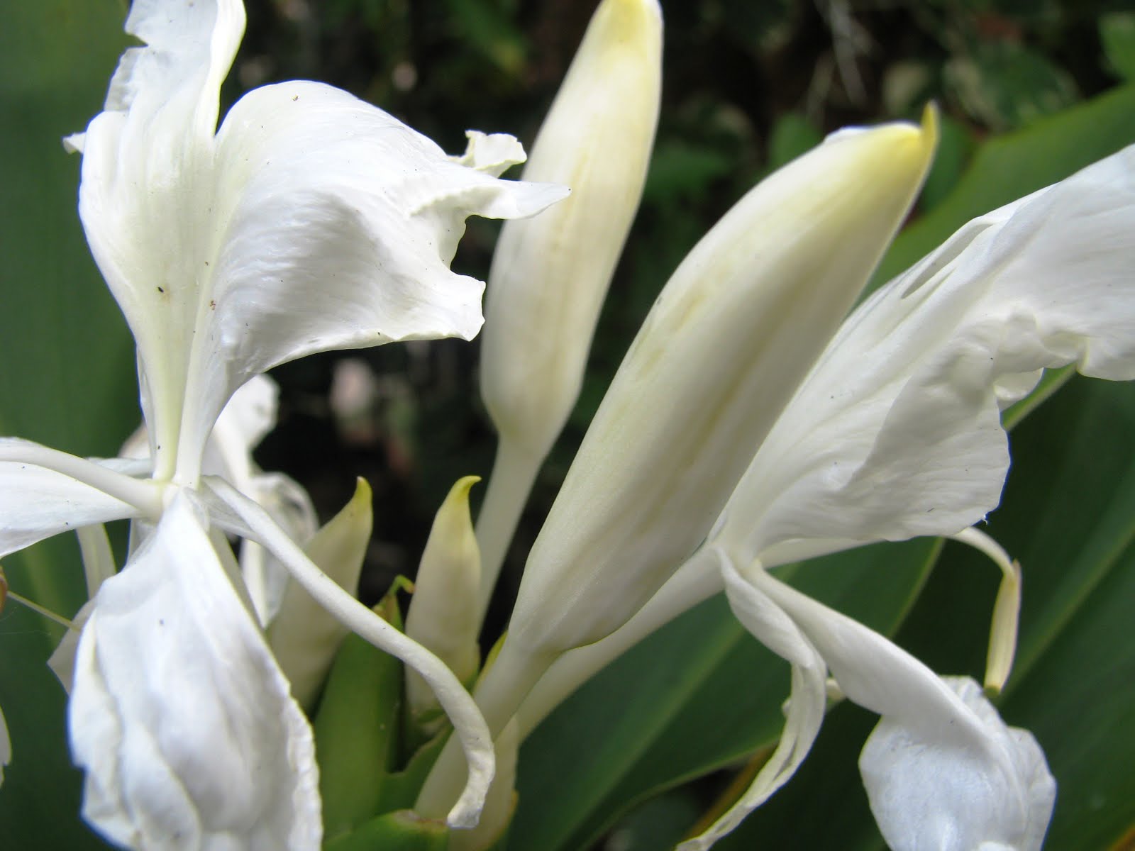 Dari Lensa Kelabu: BUNGA YANG JARANG DIDAPATI PADA MASA KINI