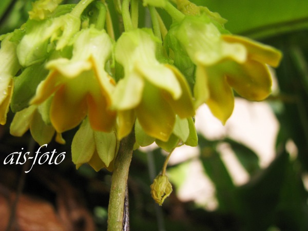 Dari Lensa Kelabu: BUNGA TONGKENG