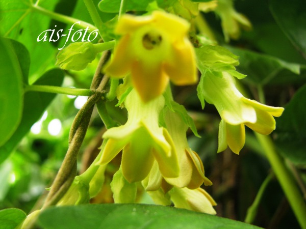 Dari Lensa Kelabu: BUNGA TONGKENG