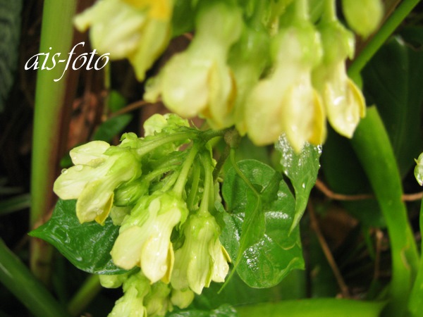 Dari Lensa Kelabu: BUNGA TONGKENG