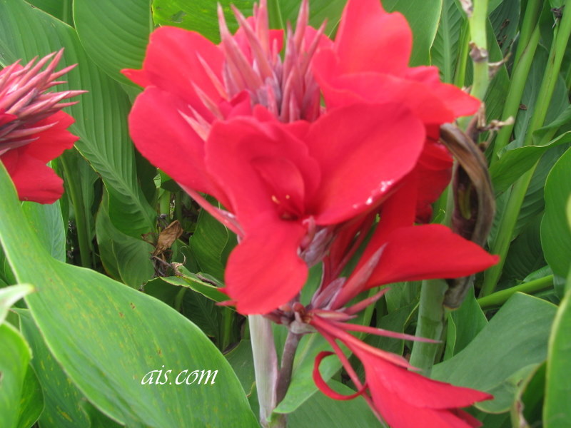 Dari Lensa Kelabu: BUNGA 'CANNA'