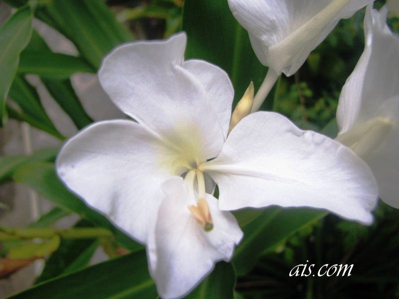 Dari Lensa Kelabu: BUNGA GANDASULI