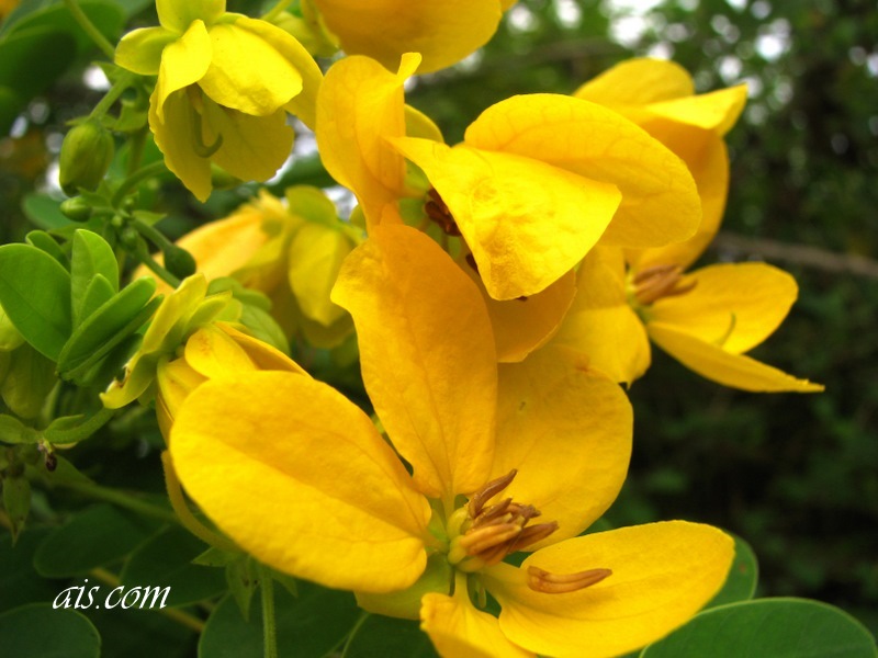 Dari Lensa Kelabu: BUNGA SENA MEKAH