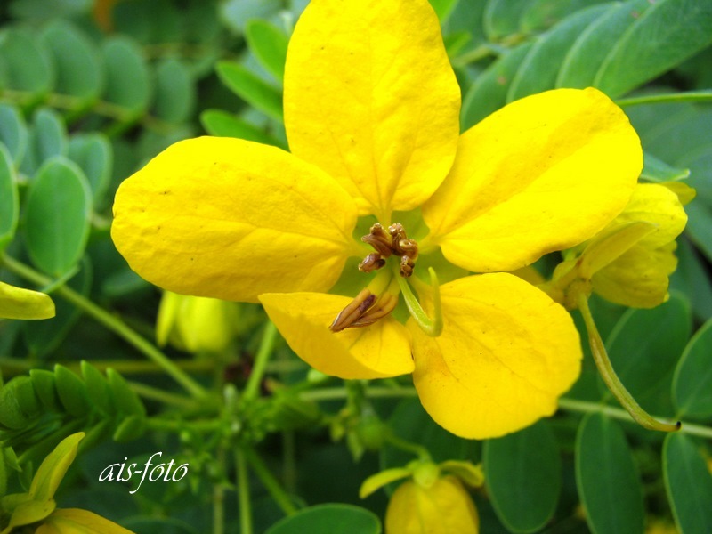 Dari Lensa Kelabu: BUNGA SENA MEKAH