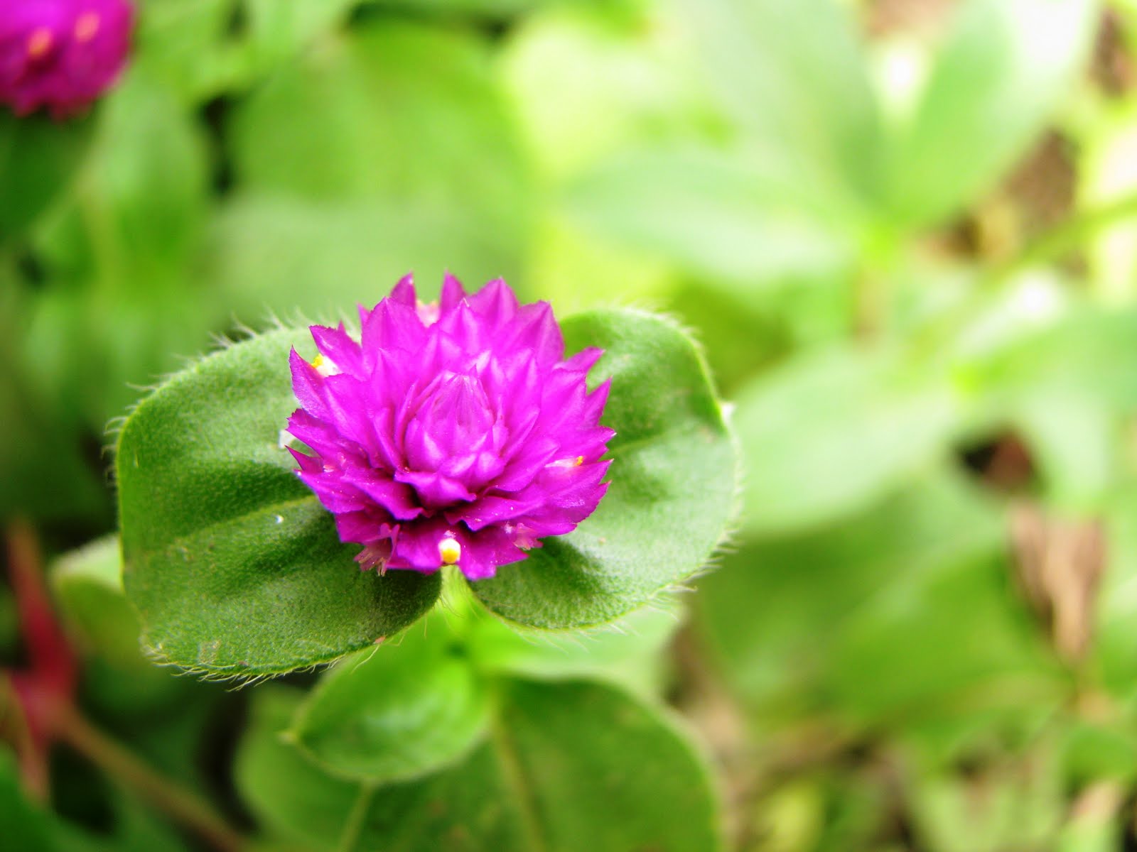 Dari Lensa Kelabu: BUNGA KANCING BAJU