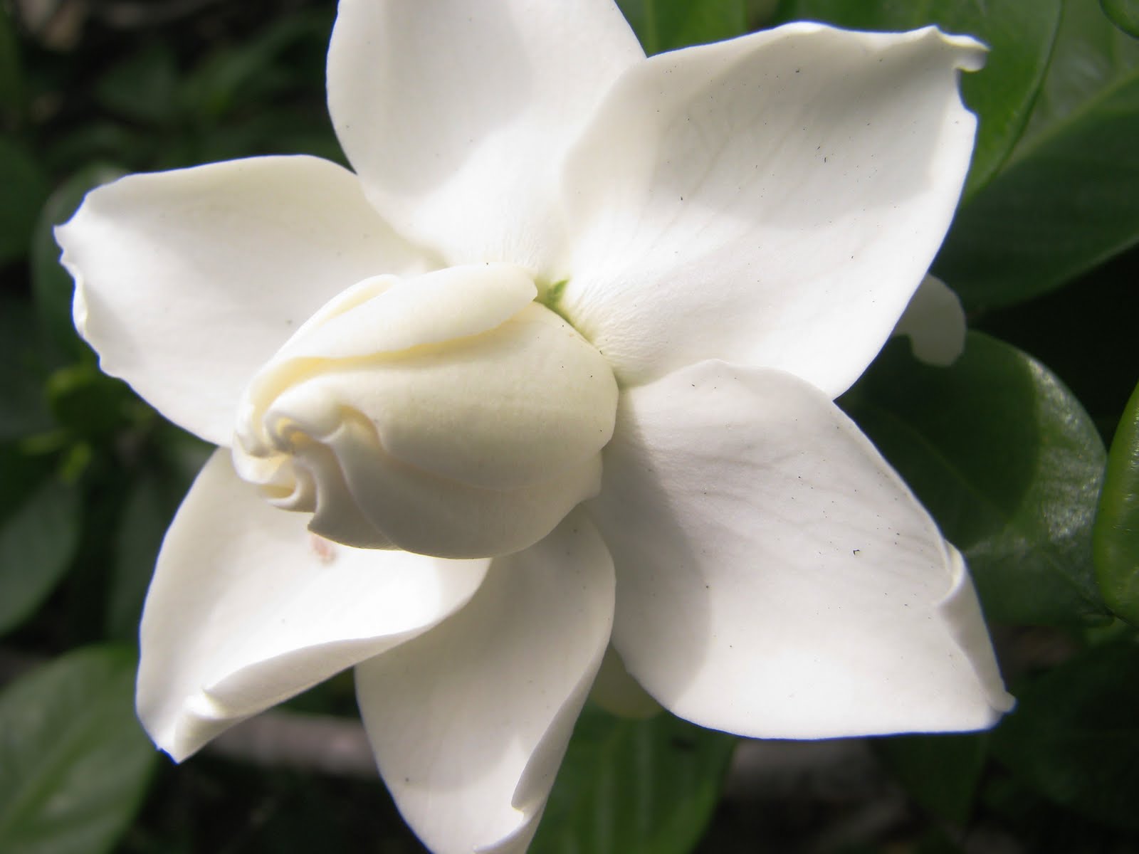 madisyak.blogspot: BUNGA CINA