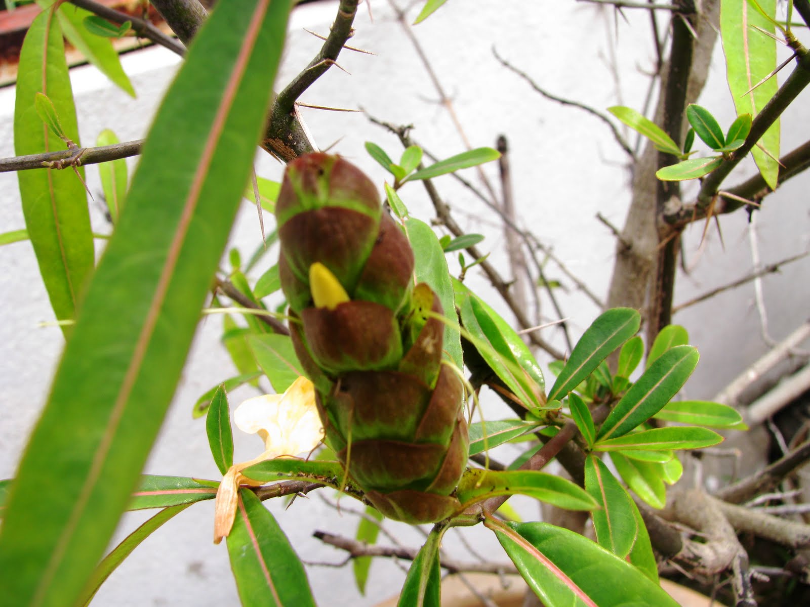 madisyak.blogspot: POKOK DURI SEMILANG