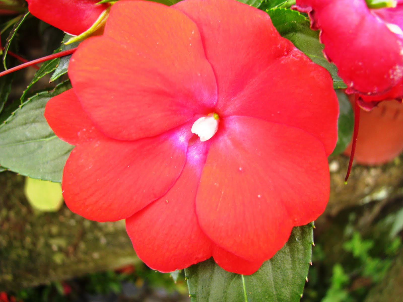 Dari Lensa Kelabu: BUNGA 'KALUMPANG'