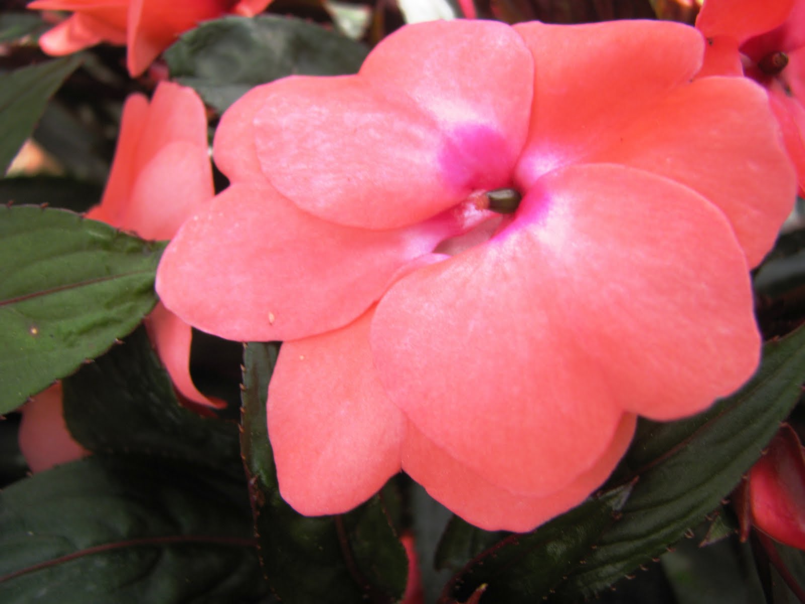 Dari Lensa Kelabu: BUNGA 'KALUMPANG'