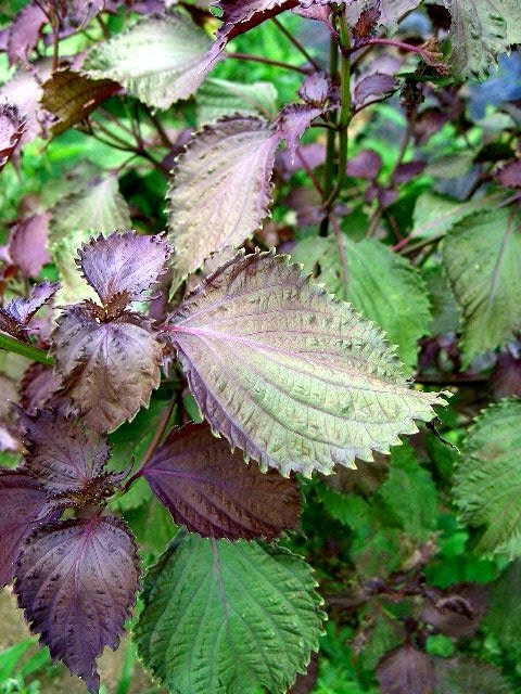 Japan - Countryside living and Homemade: Red Shiso