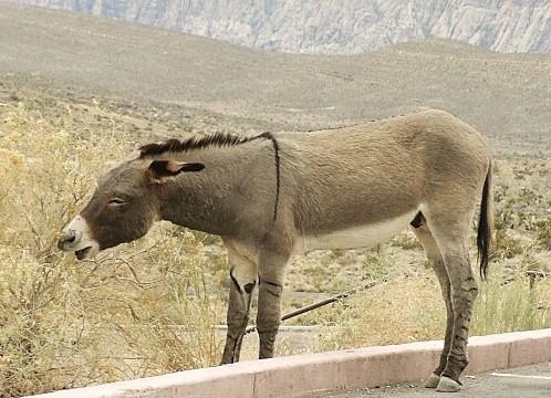 Laricoteka Cambia El Mundo: Con mi burrito sabanero.