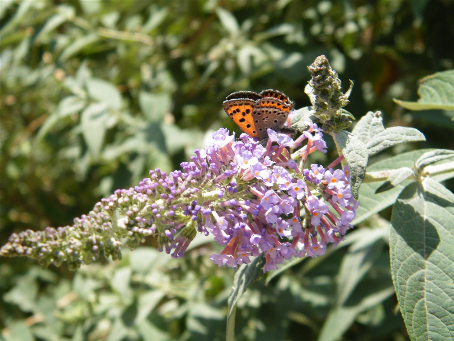 My Photography Blog: Uttarakhand Flowers