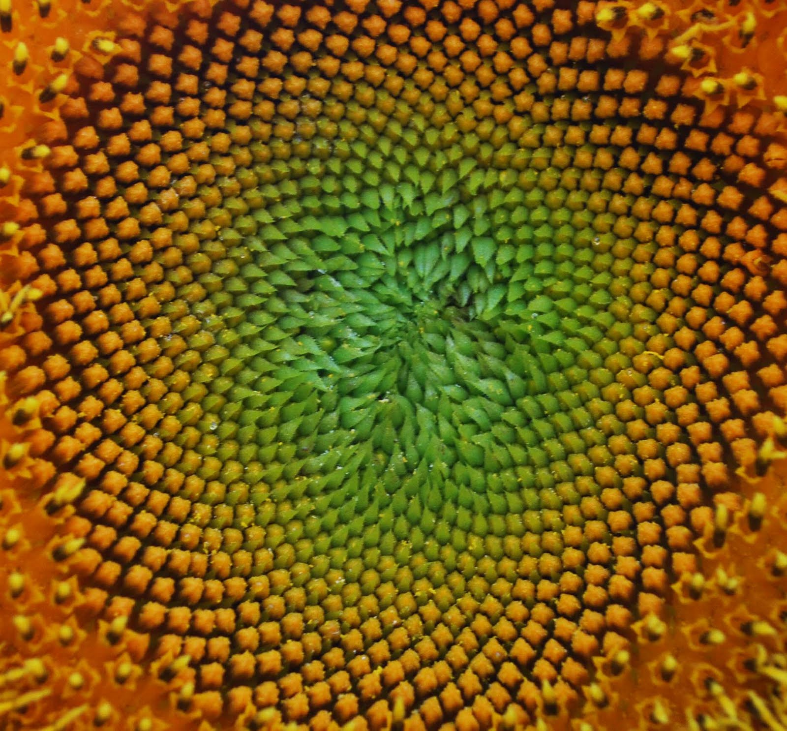 Sparrow-Avenue: July 2010