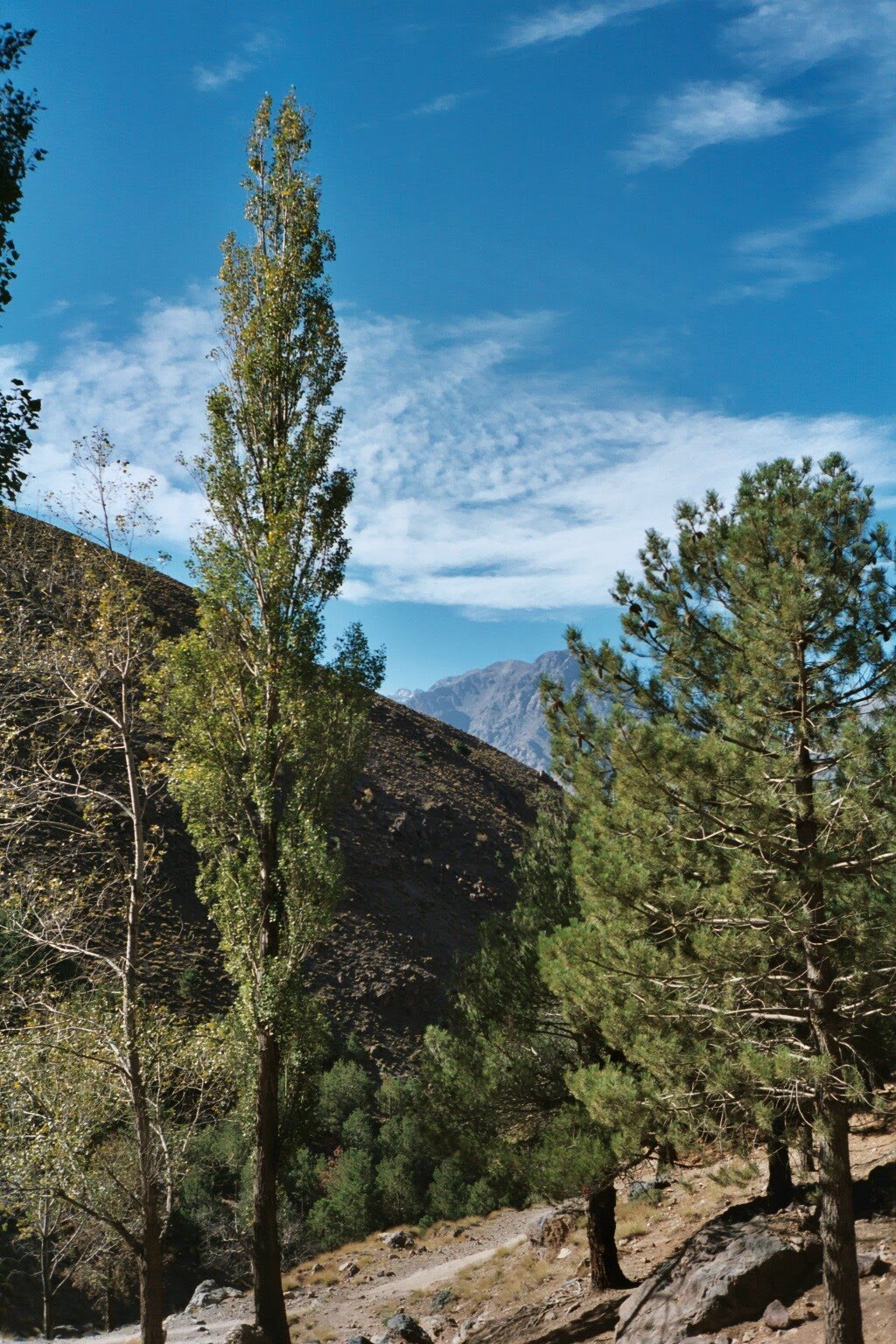 Reading Morocco: Saving Moroccan Trees