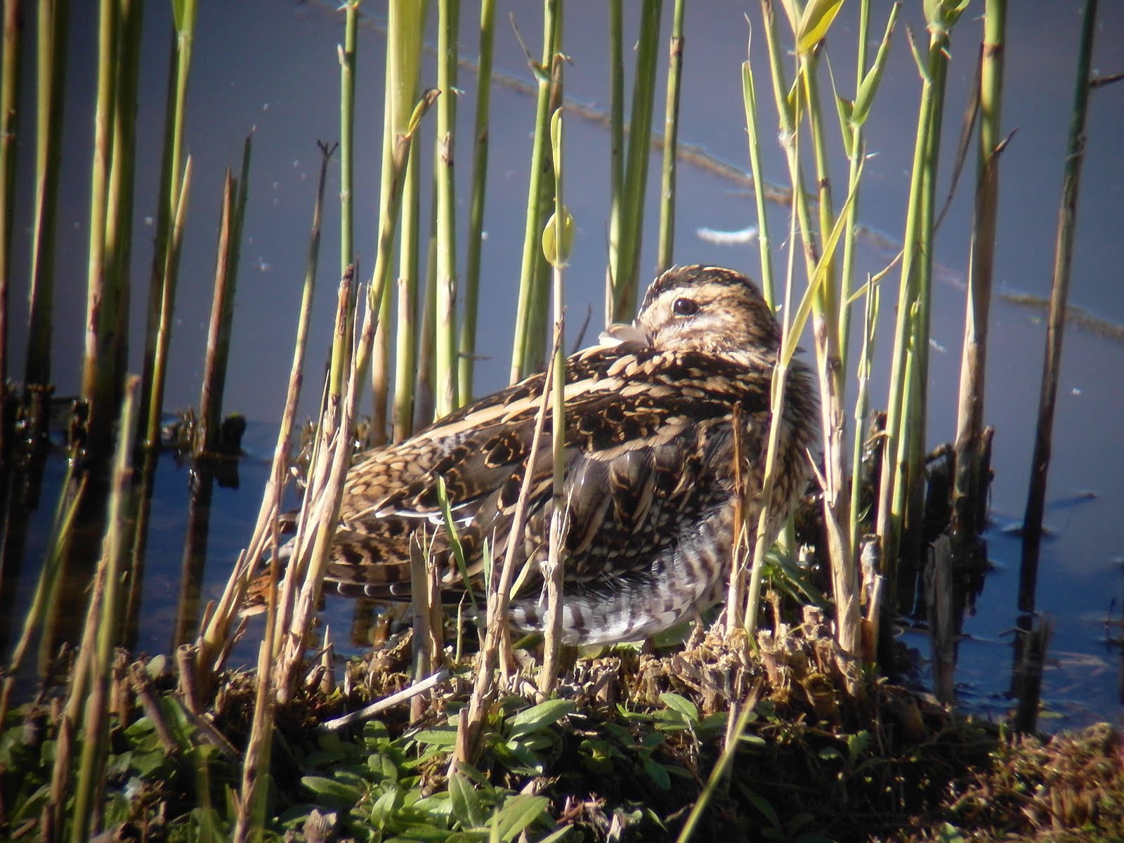 Shenstone Birder: October 2010