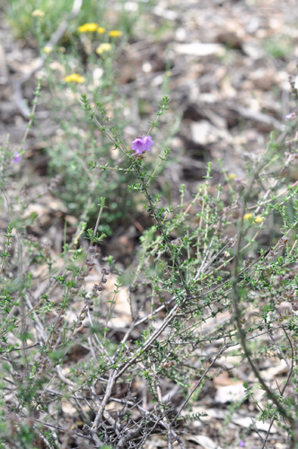 australian landscape