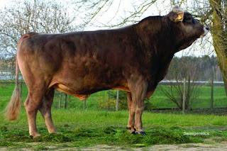 Genetics Bovine: CATALOGO TOROS PARDO SUIZO