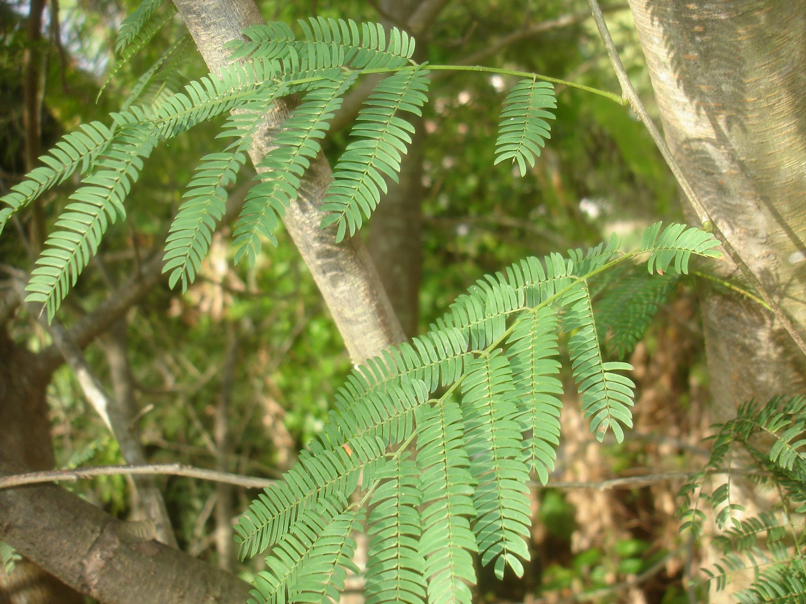 Guaranature: Angico Gurucaia ( Parapiptadenia rigida)