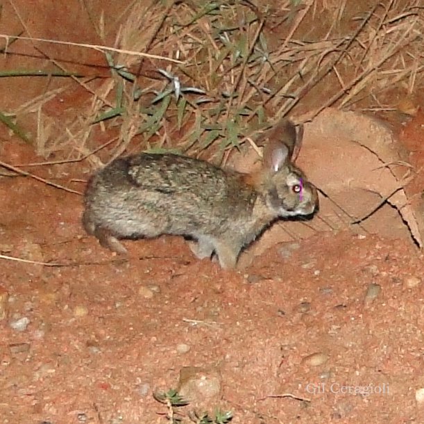 Guaranature: Lebre Tapiti (Sylvilagus brasiliensis ) Tatu Galinha ...