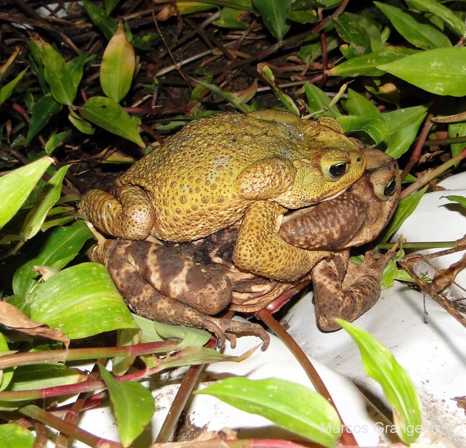 Guaranature: Sapo Cururu (bufus ictericus)...