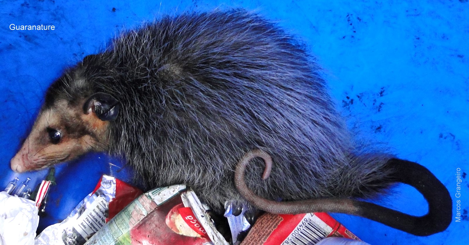 Guaranature: Gambá, Saruê, Raposinha ( Didelphis marsupialis)...