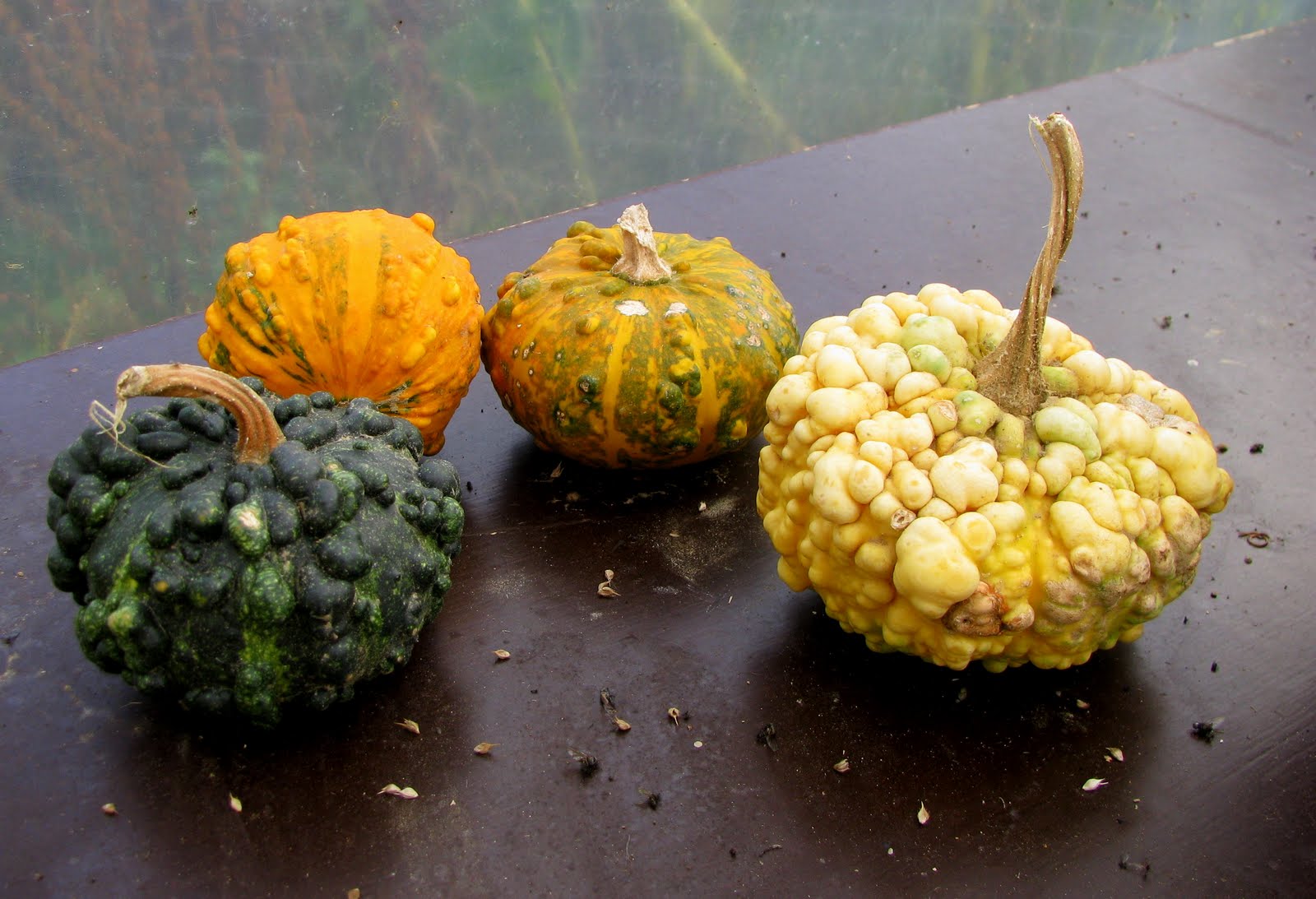 The Dirty Dance of The Bilot ... Partie II: Potiron, potimarron, courge ...