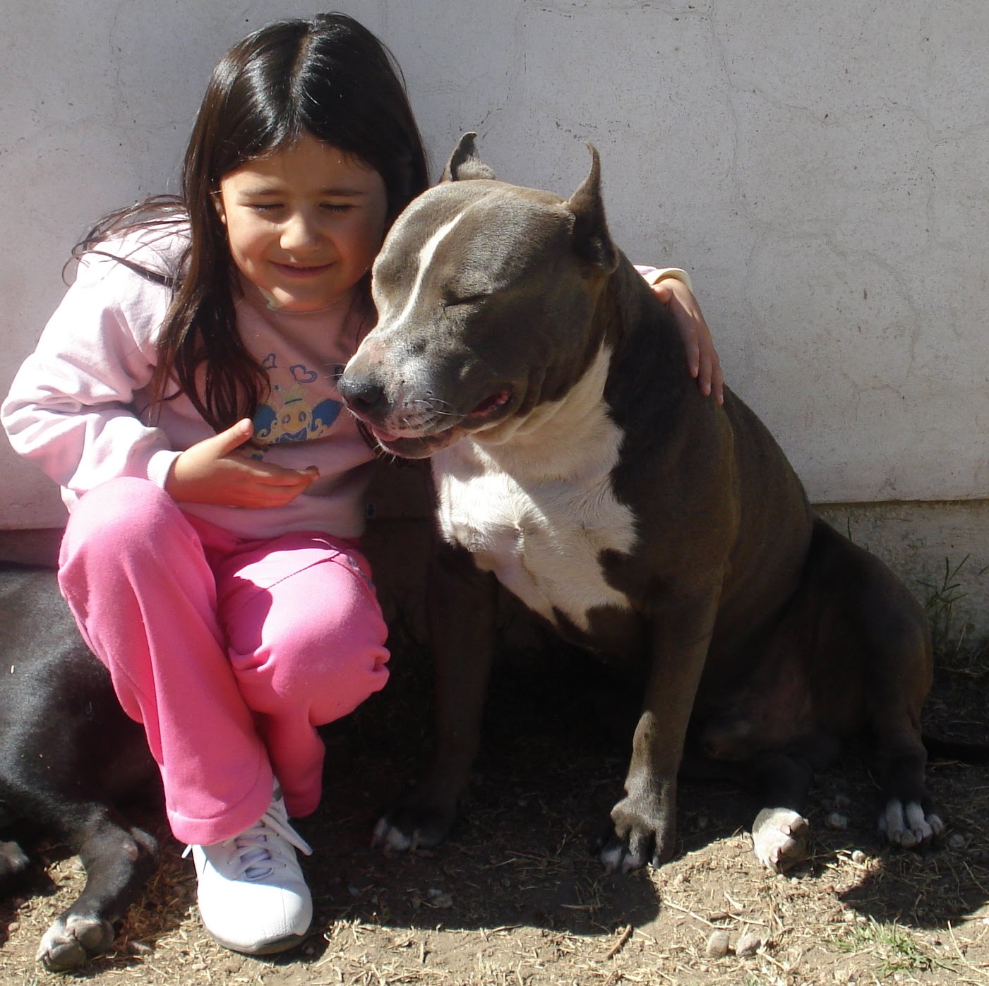 PAMPAPITBULL: Entrenamiento del American Pitbull como perro de ...