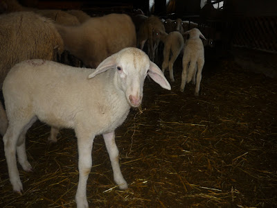 azienda agricola matteucci mauro