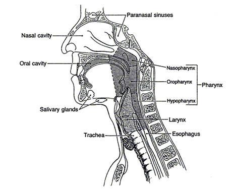 Olive Post: Voice: The Anatomy