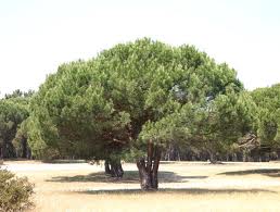 NaturDescoberta - Espaço Criança: Pinheiro manso