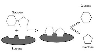 Biology Project on Enzymes: Enzymes???