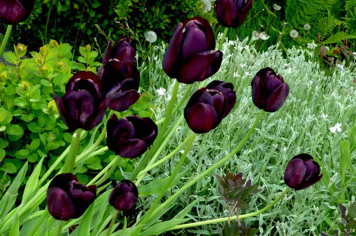 norsk stil.: June 2010